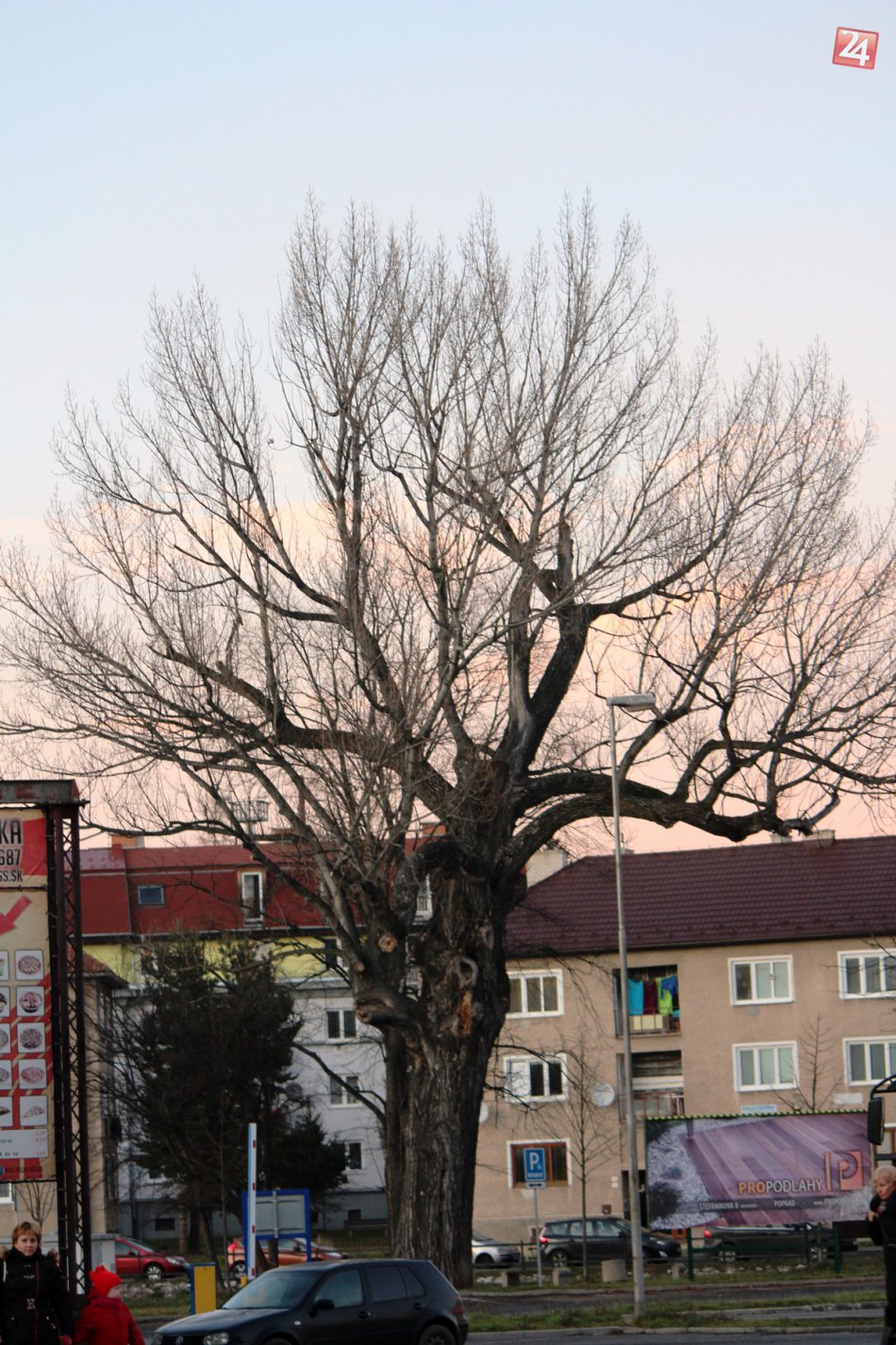 Najstarší strom v Poprade: Topoľ čierny pri rieke Poprad