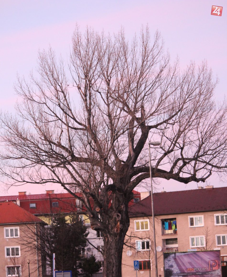 Najstarší strom v Poprade: Topoľ čierny pri rieke Poprad