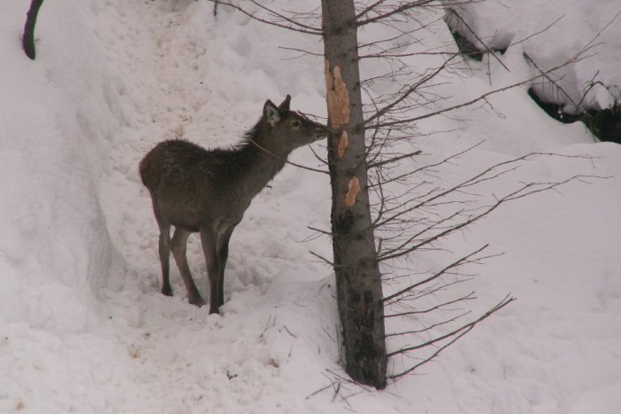 Tatranská zver je hladná. V lesoch obhrýza stromčeky