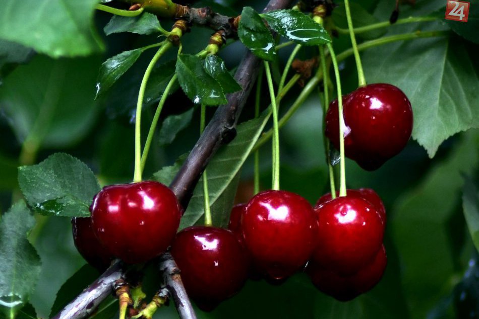 Príroda sa prebudila: Višne dozrievajú o 4 až 6 týždňov skôr ako vlani