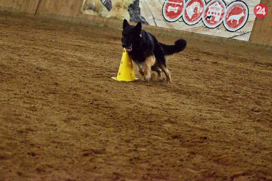 Keď to psíkovia vedia: Halové preteky v poslušnosti pod taktovkou ...