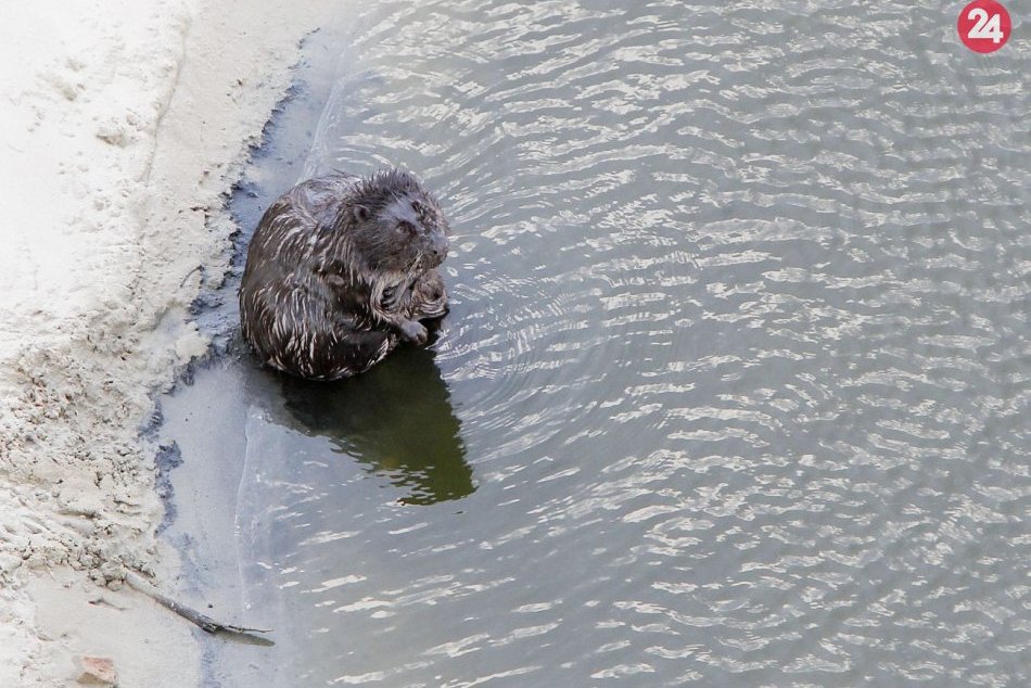 Bobor do Tatier patrí, no ochranári hlásia: Teraz MUSÍ ustúpiť! Hrádza ...